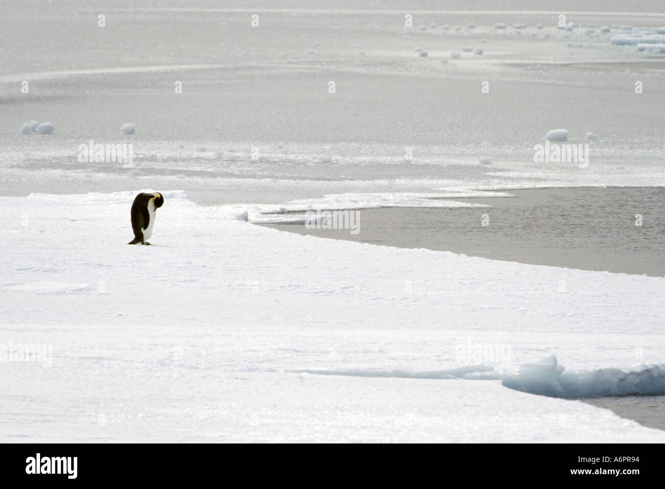 Emperor Penguin on Ice Shelf Atka Bay Antarctica Stock Photo - Alamy