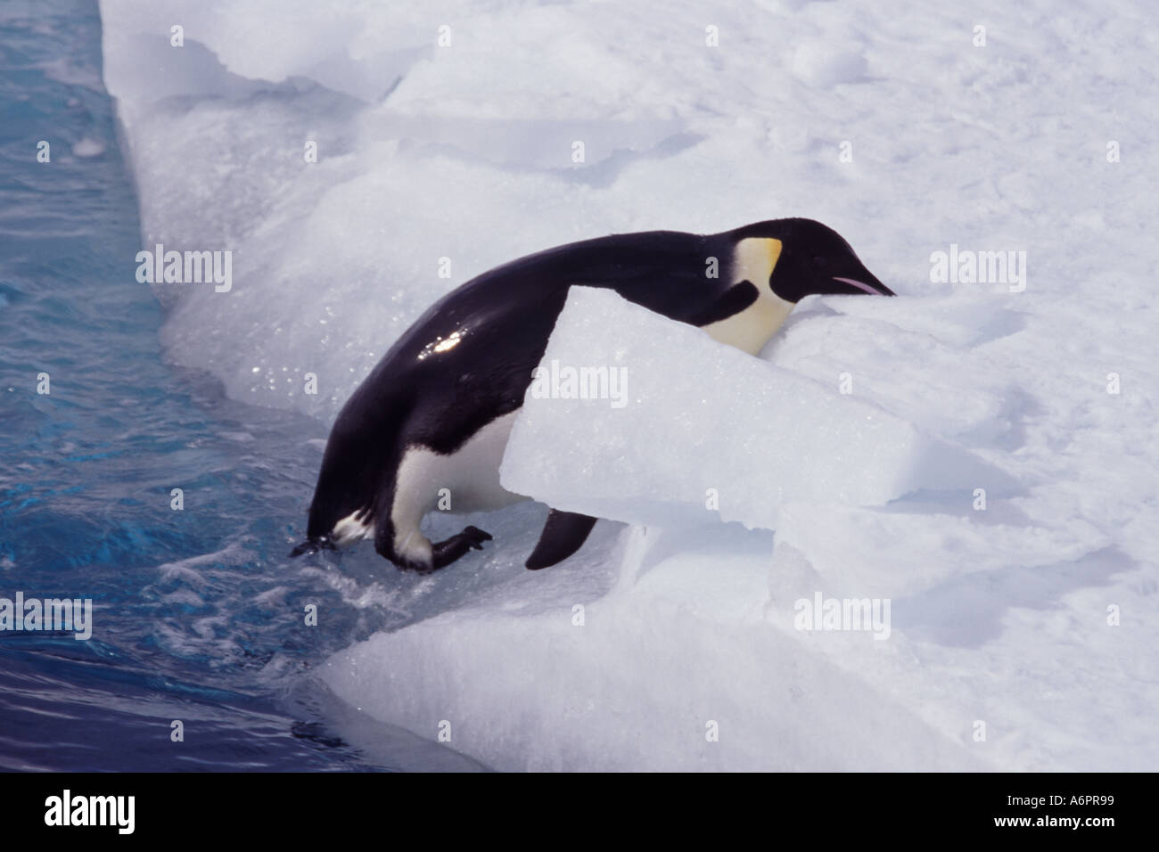 Emperor Penguin Getting out of Water, Atka Bay, Antarctica Stock Photo ...
