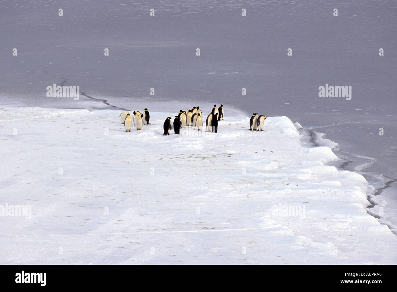 Emperor Penguins at Edge of Atka Bay Ice Shelf Antarctica Stock Photo ...