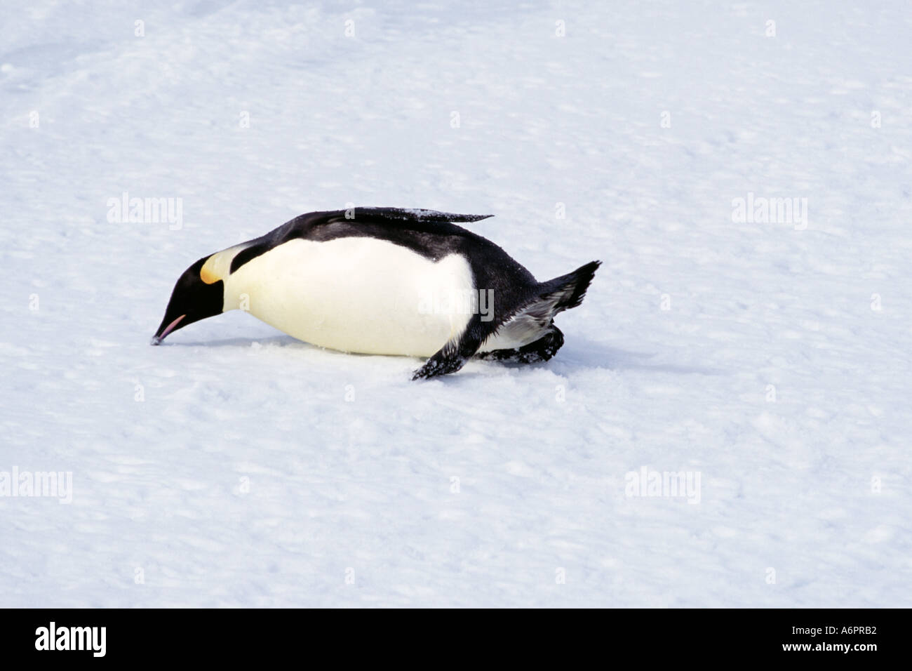 Emperor Penguin Getting Up, Riiser Larsen Ice Shelf, Antarctica Stock ...