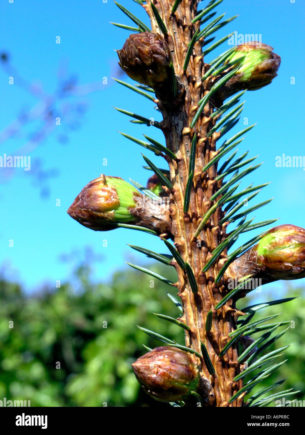 Lateral bud hi-res stock photography and images - Alamy