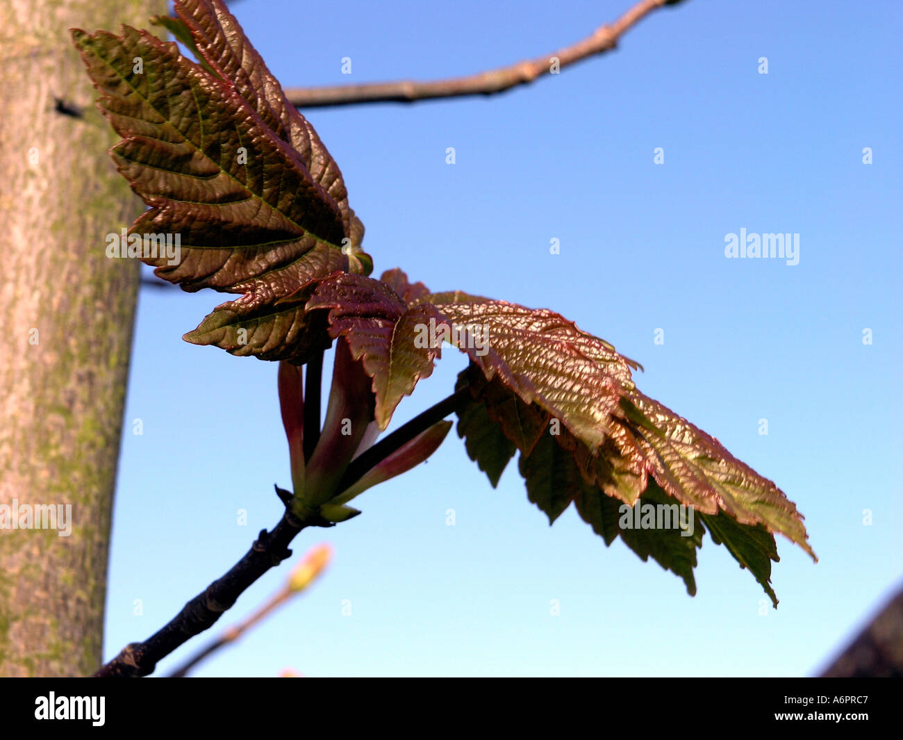 Lateral bud hi-res stock photography and images - Alamy