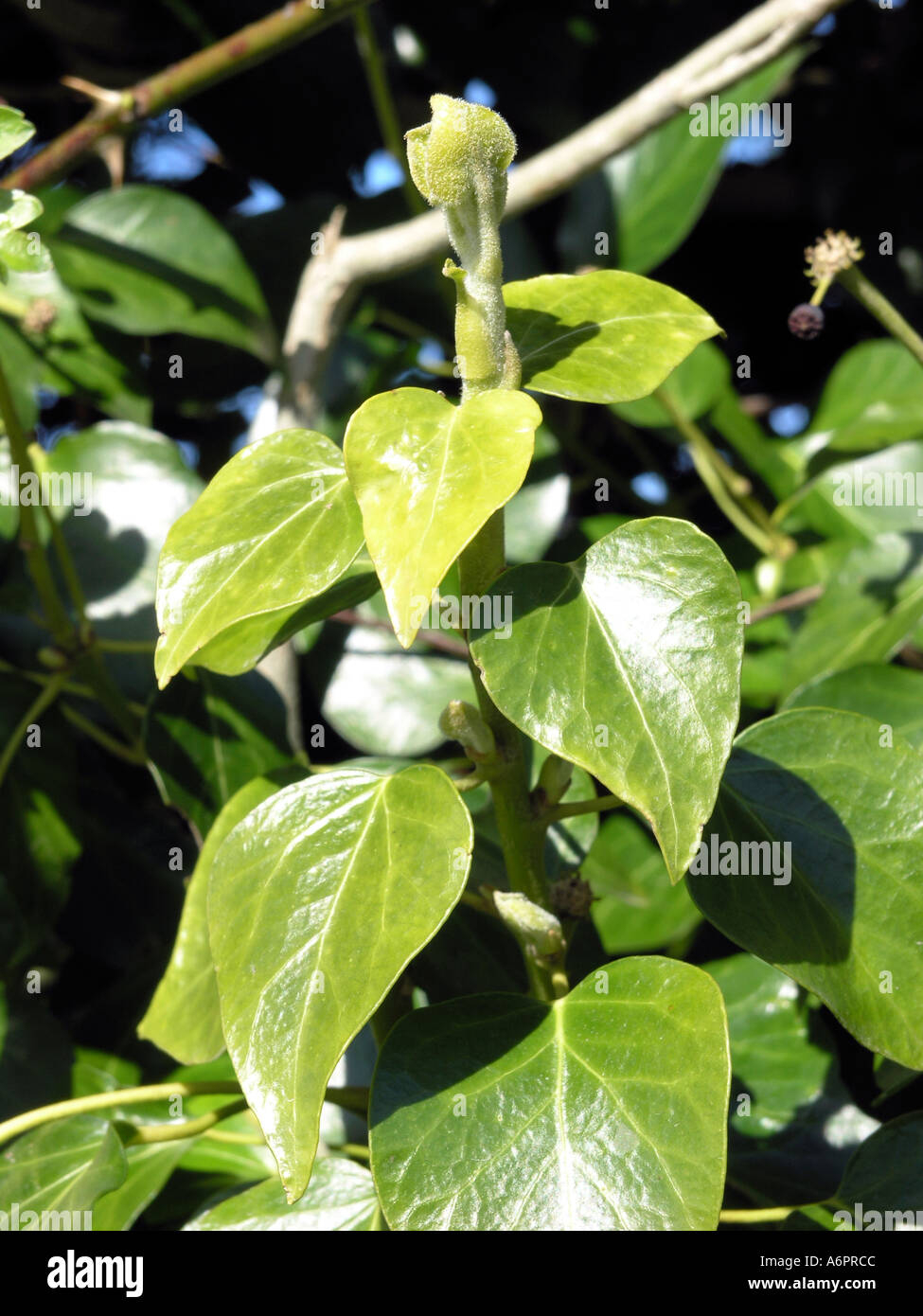 Plants growth form hi-res stock photography and images - Alamy