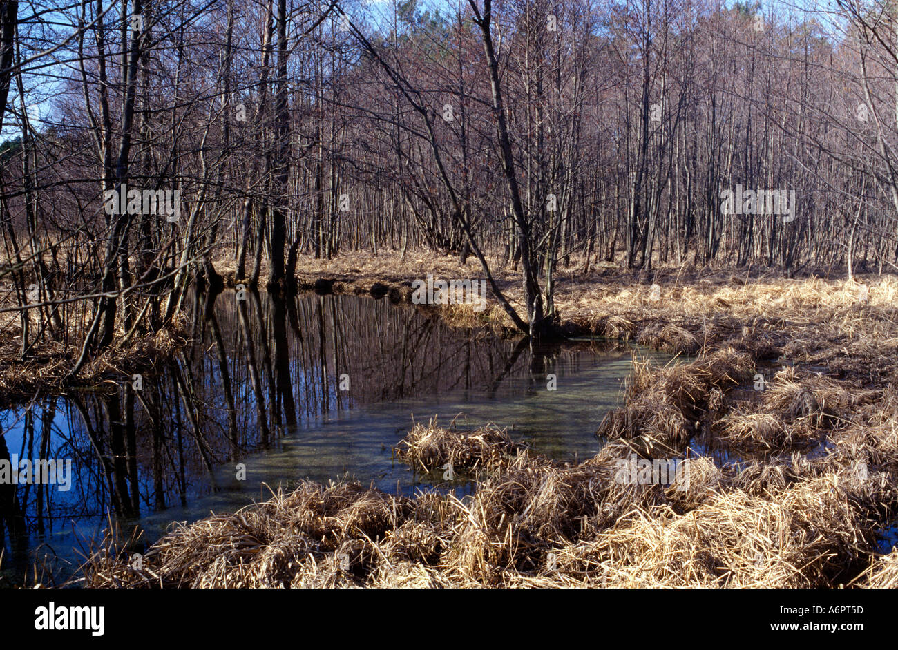 Swamp in Roztocze National Park Poland Europe Stock Photo - Alamy