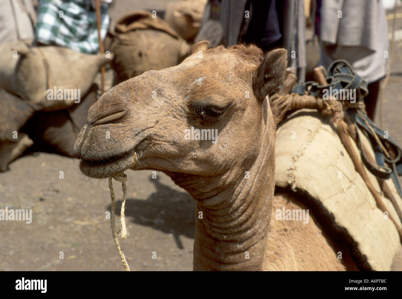 Prime resource hi-res stock photography and images - Alamy