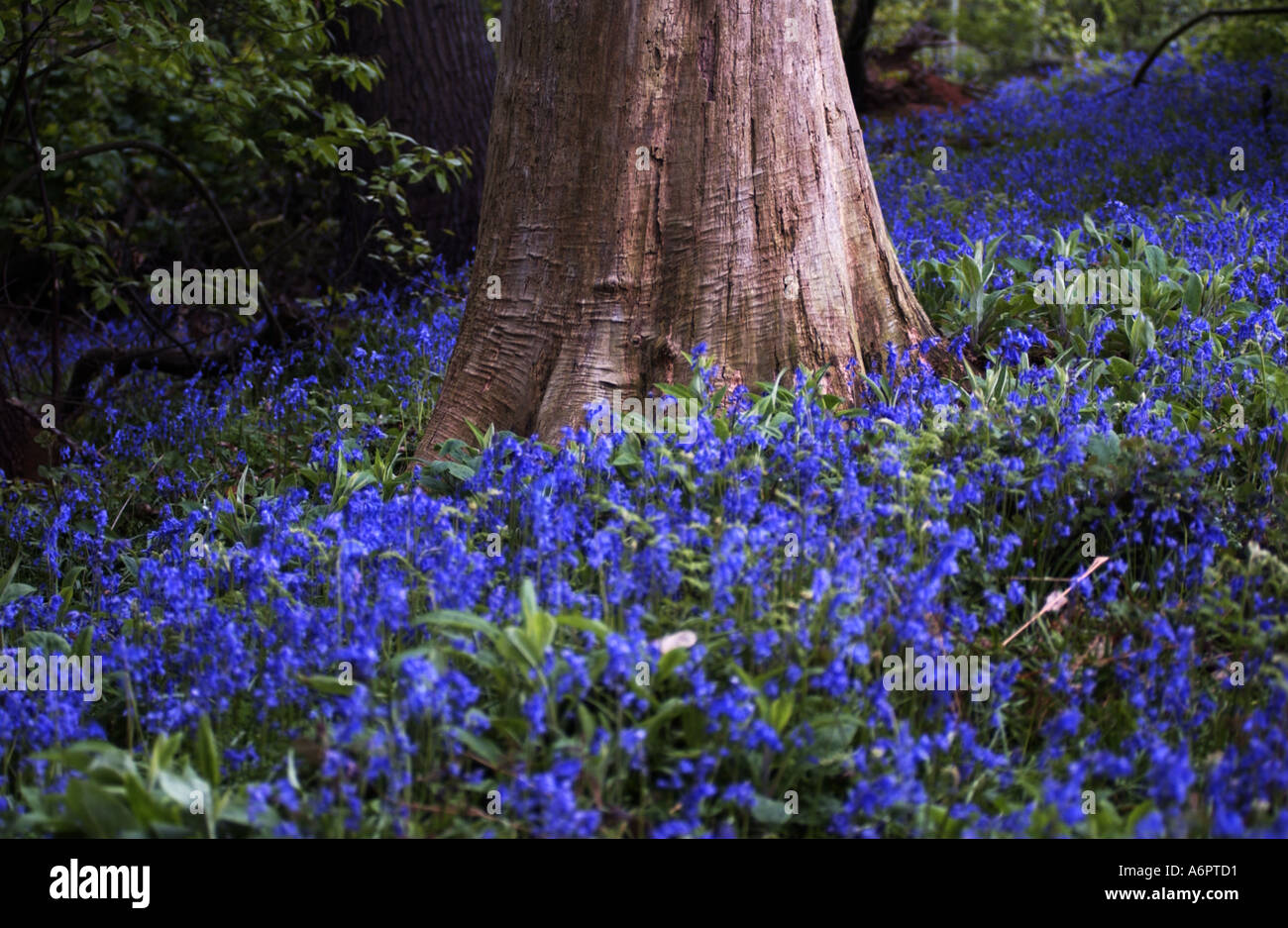 Bluebells growing in a wood around a dead tree near Flitwick ...