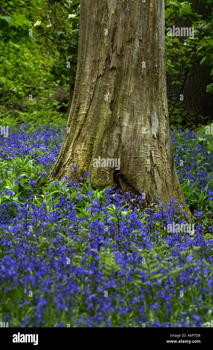 Bluebells growing in a wood around a dead tree near Flitwick ...
