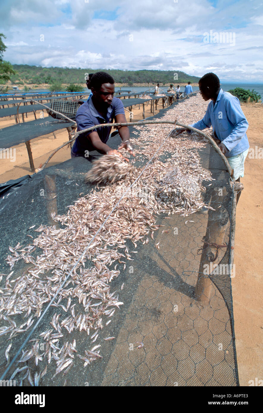 Kapenta hi-res stock photography and images - Alamy