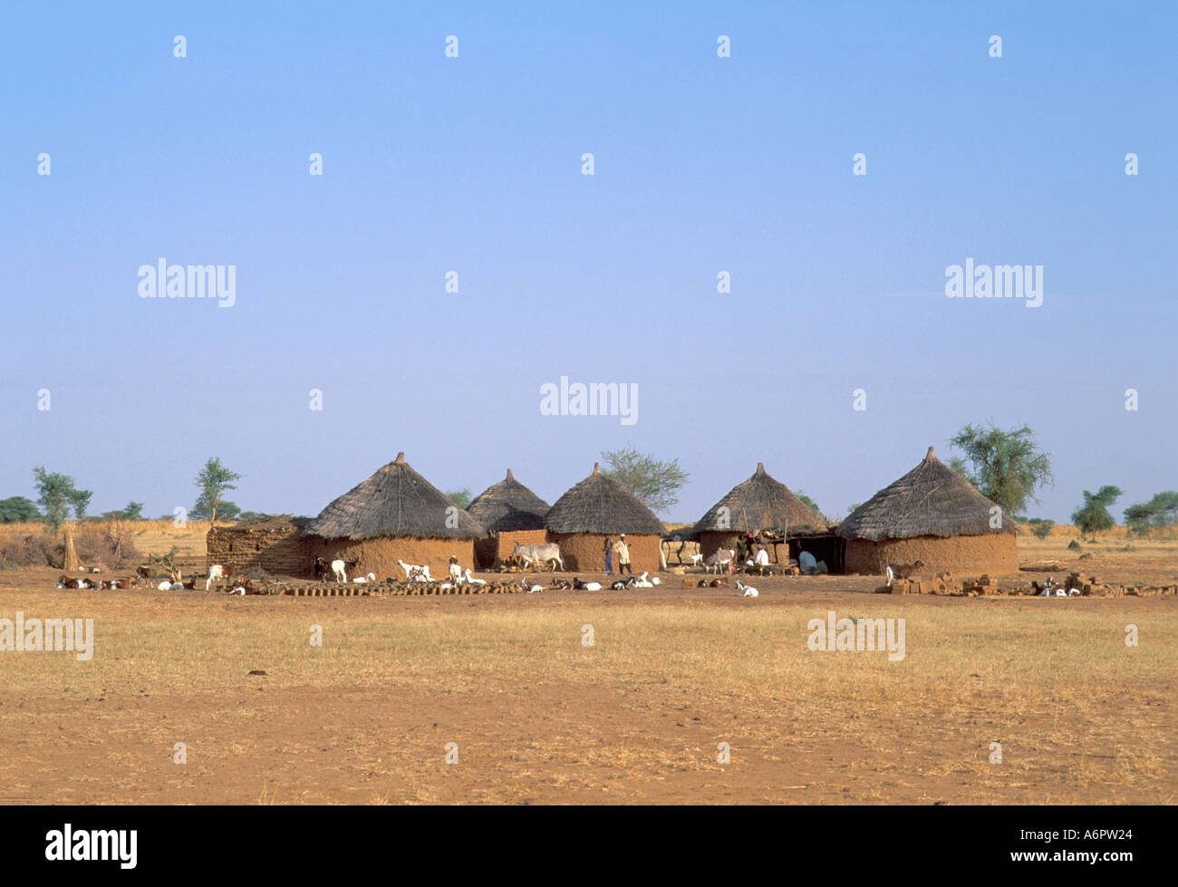 A group of traditional, thatched rondavel huts, villagers and animals ...