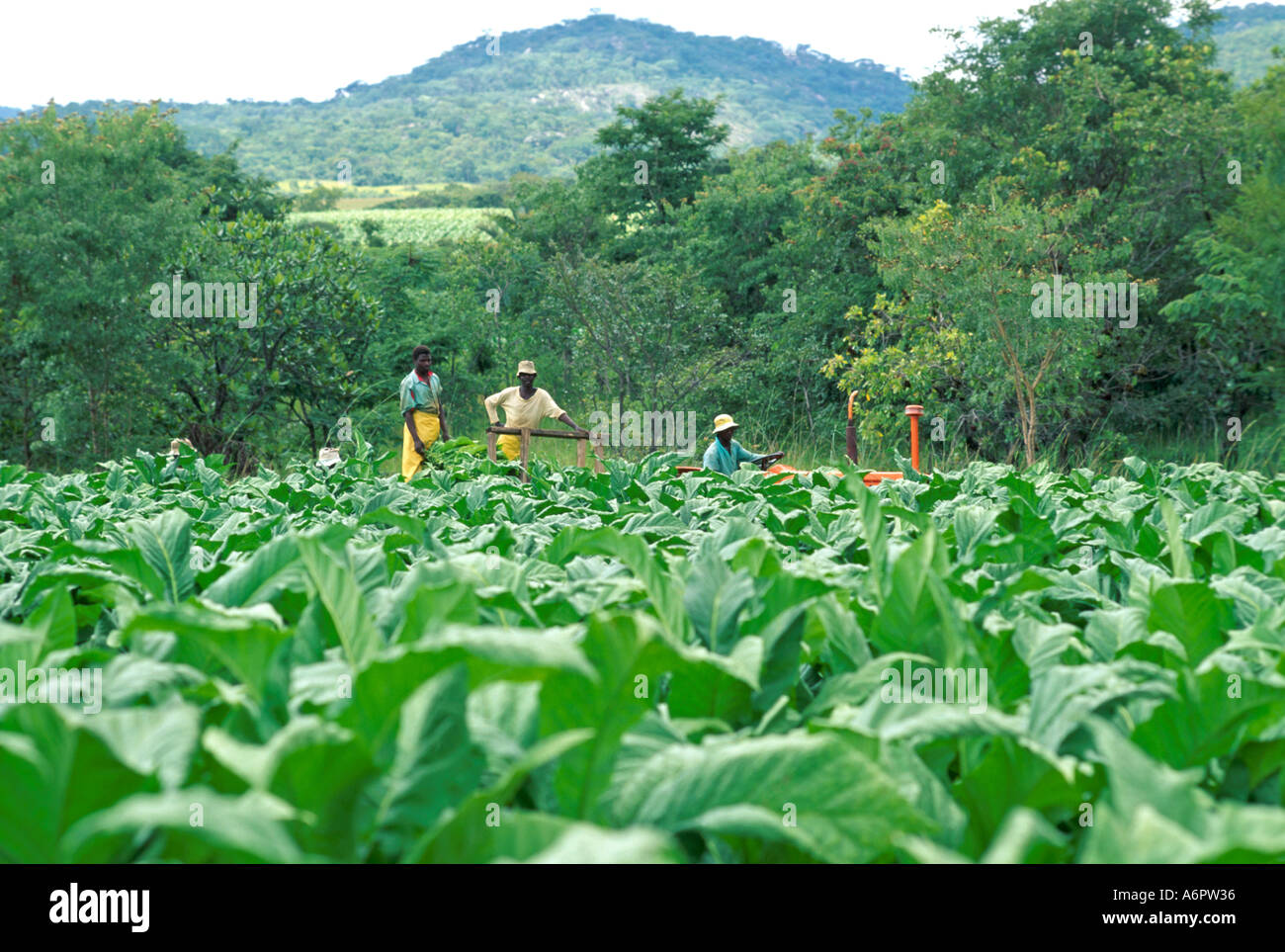 Zimbabwe Farm Stock Photos & Zimbabwe Farm Stock Images - Alamy