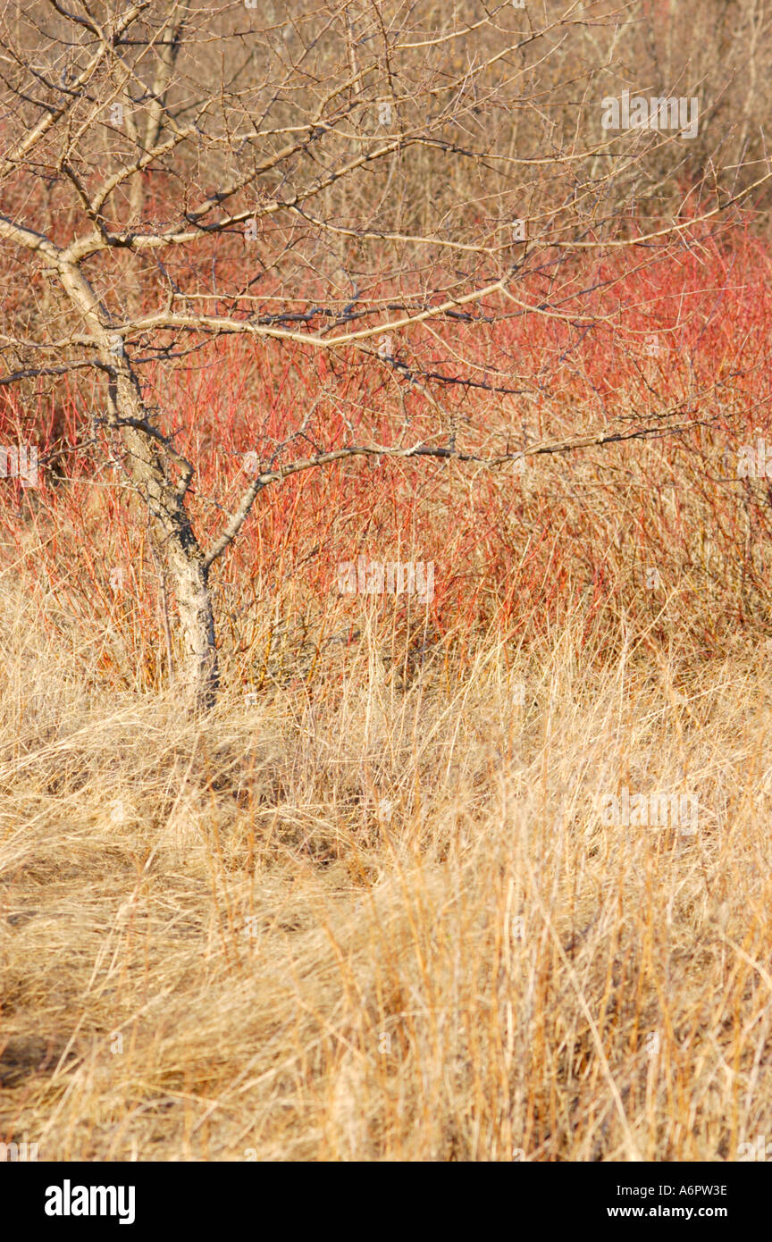 An abandoned farm field and orchard being taken over by early invasive ...