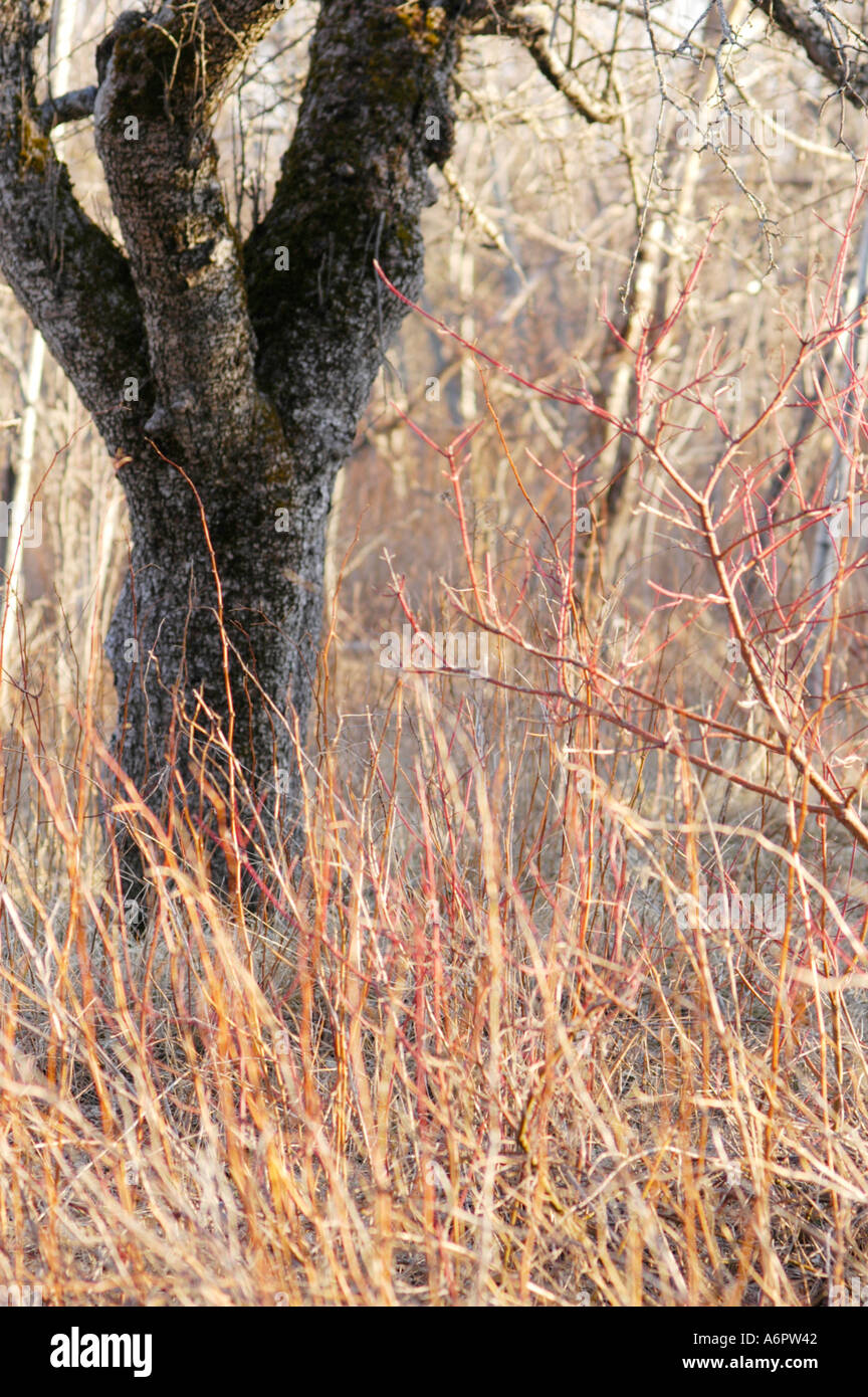Charred apple tree hi-res stock photography and images - Alamy