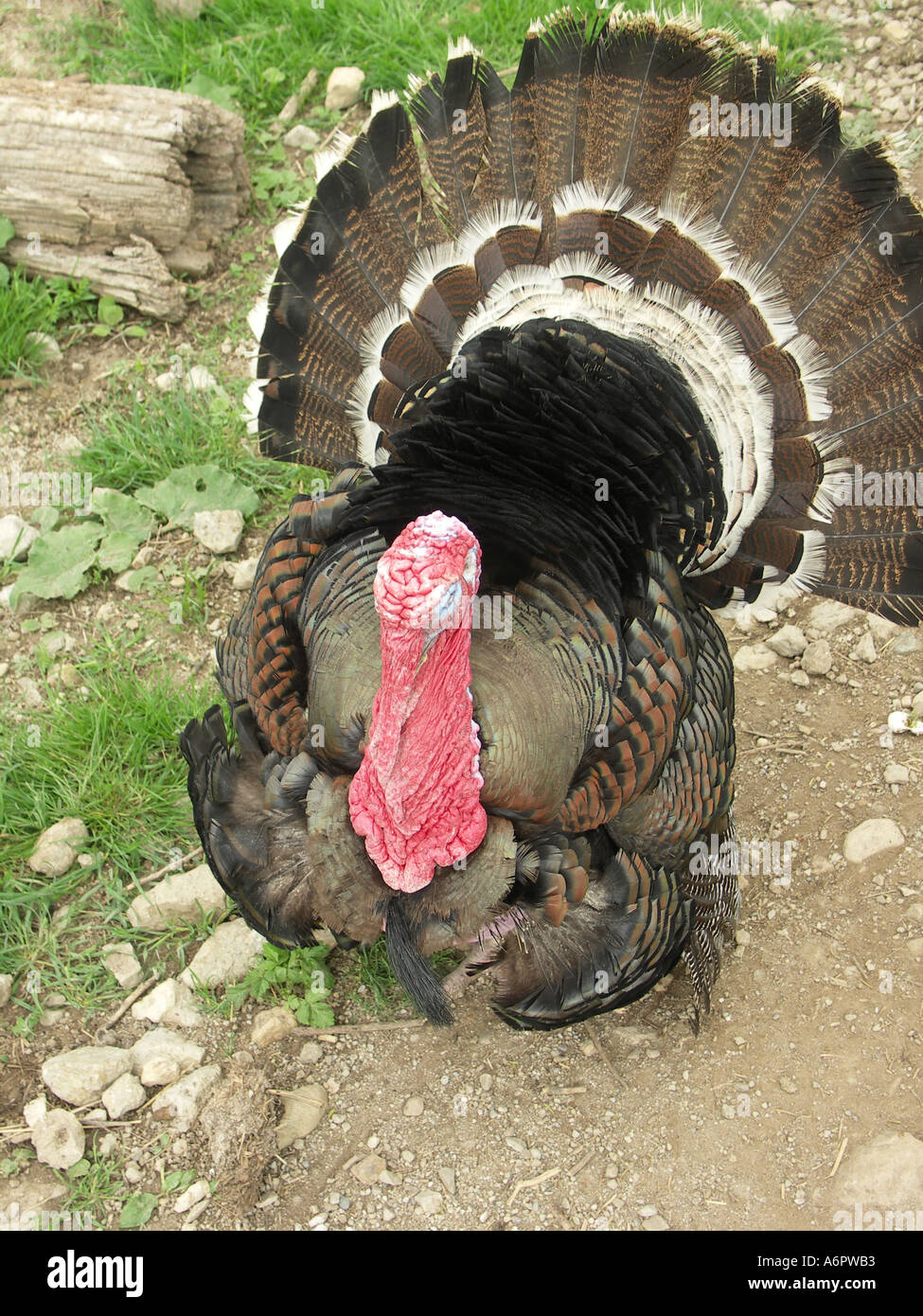 Male turkey showing his feathers hi-res stock photography and images ...