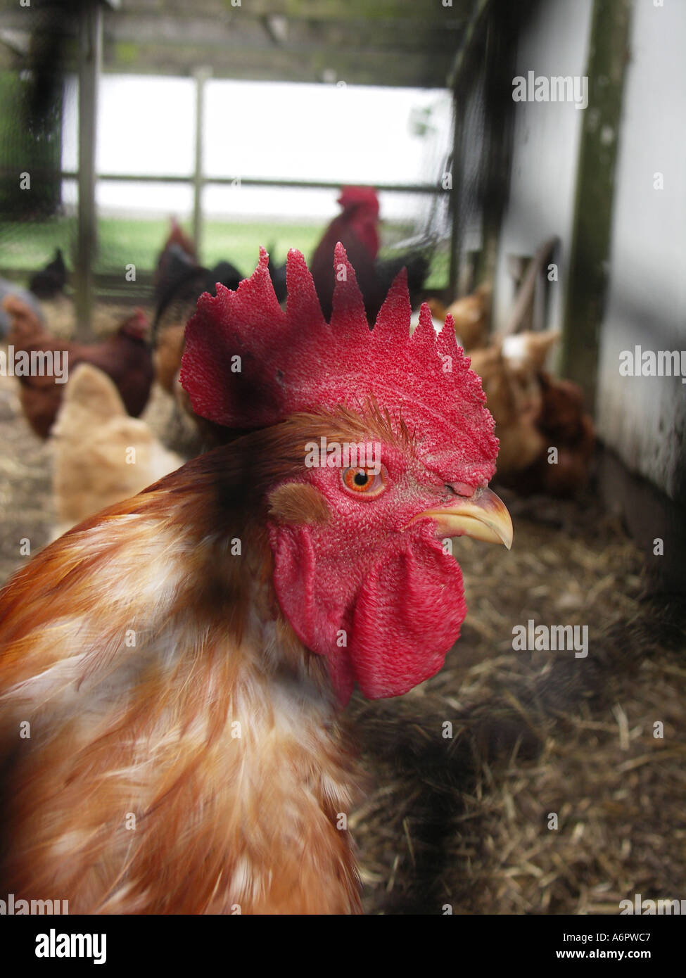 Guard rooster hi-res stock photography and images - Alamy