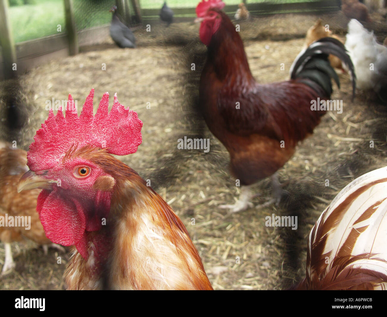 Poultry competition hi-res stock photography and images - Alamy