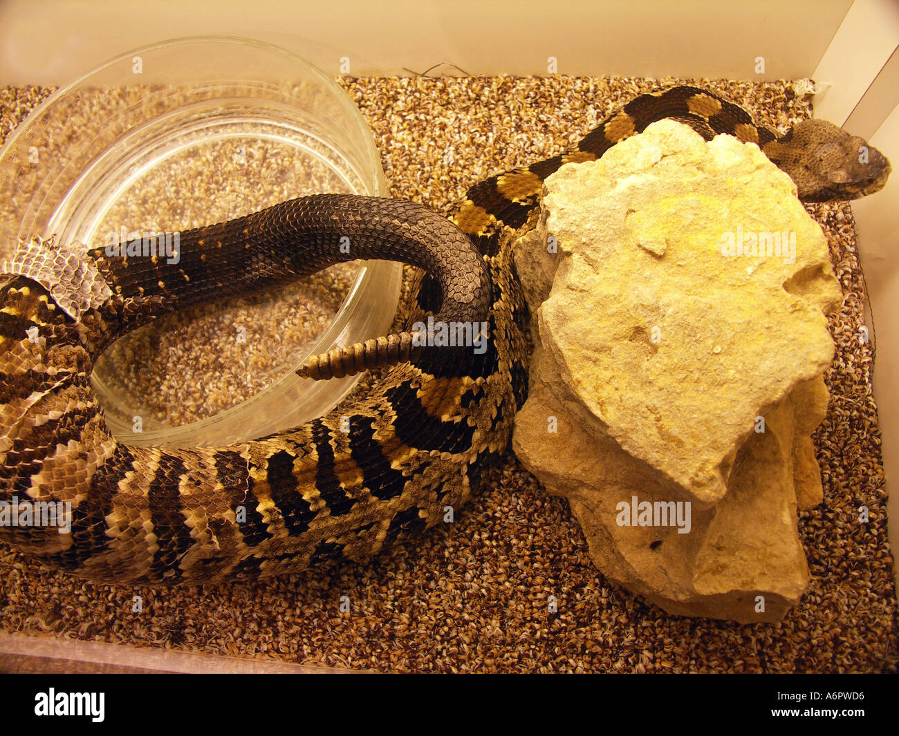 Small rattlesnake hi-res stock photography and images - Alamy