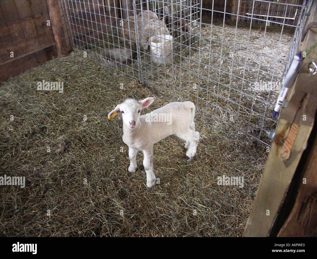 Feisty goat hi-res stock photography and images - Alamy