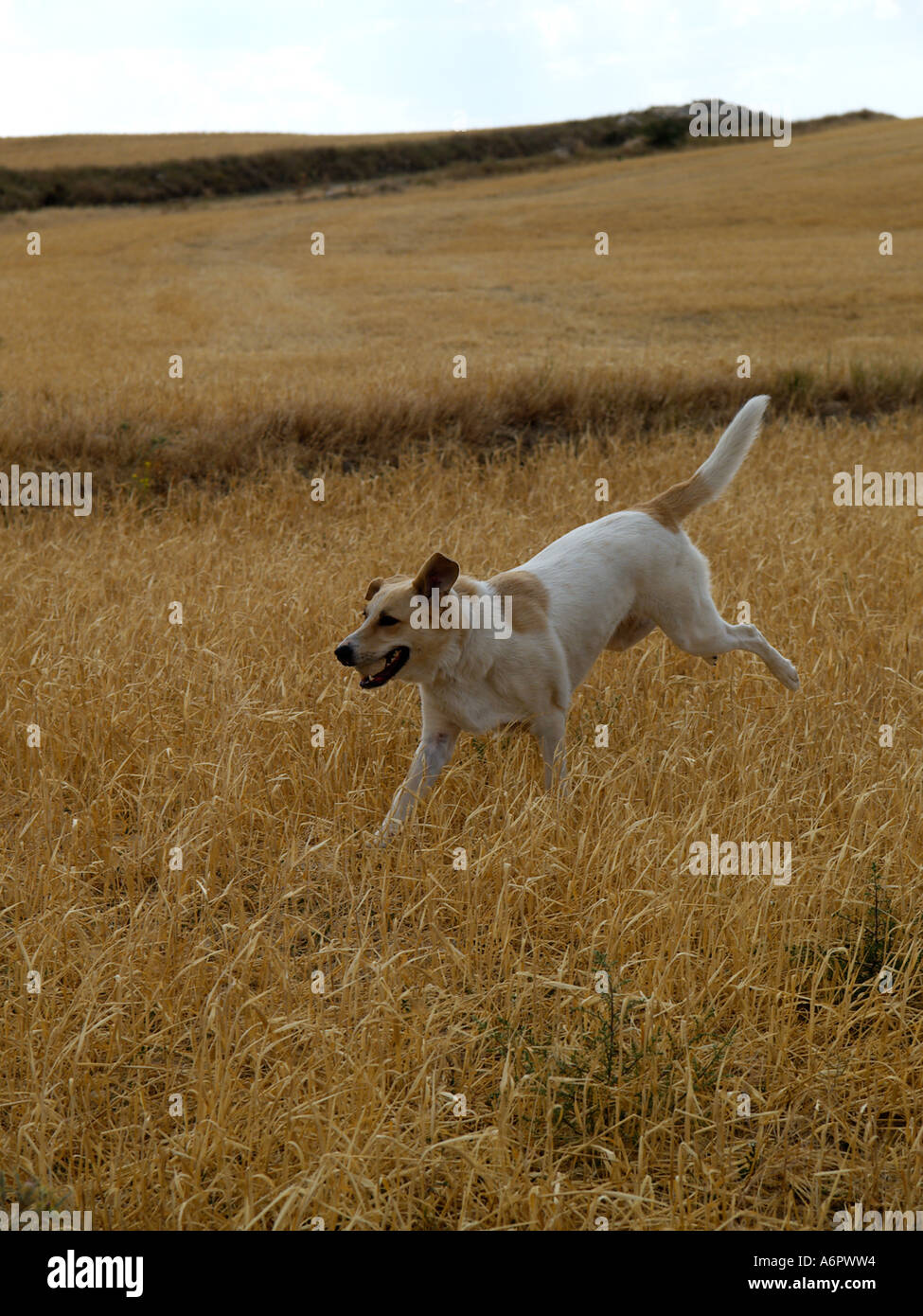 dog running in country field Stock Photo - Alamy