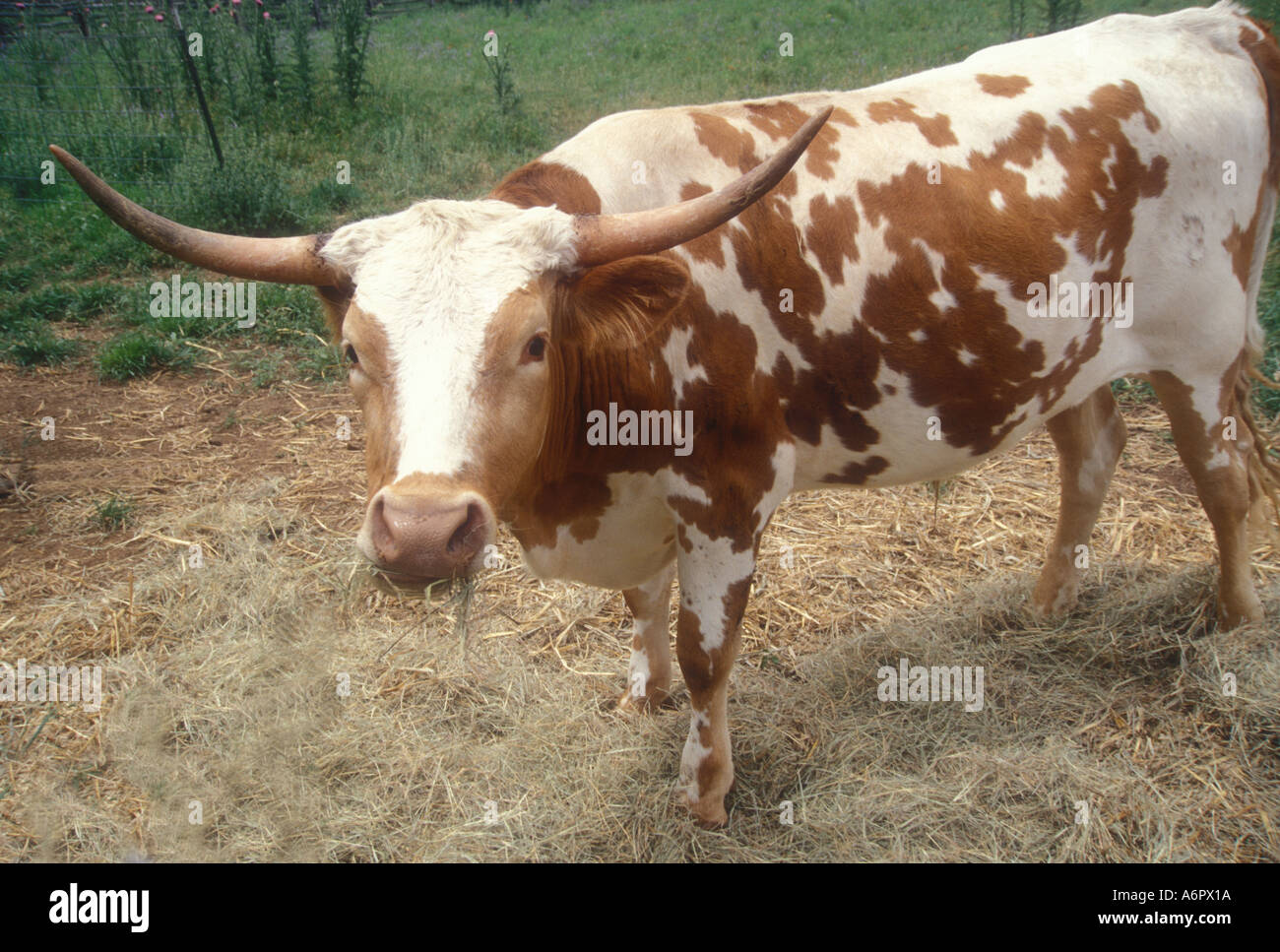 Texas Longhorn Steer Stock Photo - Alamy