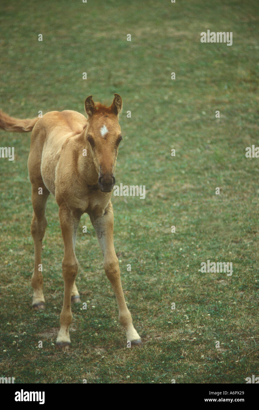 Race Horse Colt Stock Photo - Alamy