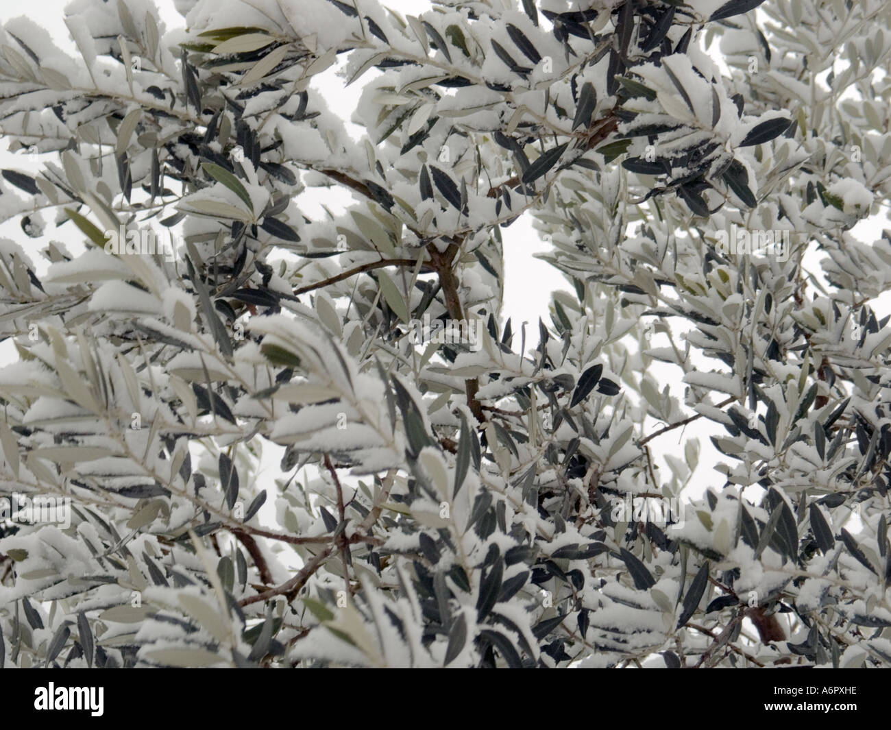 Olive branch southern italian hi-res stock photography and images - Alamy
