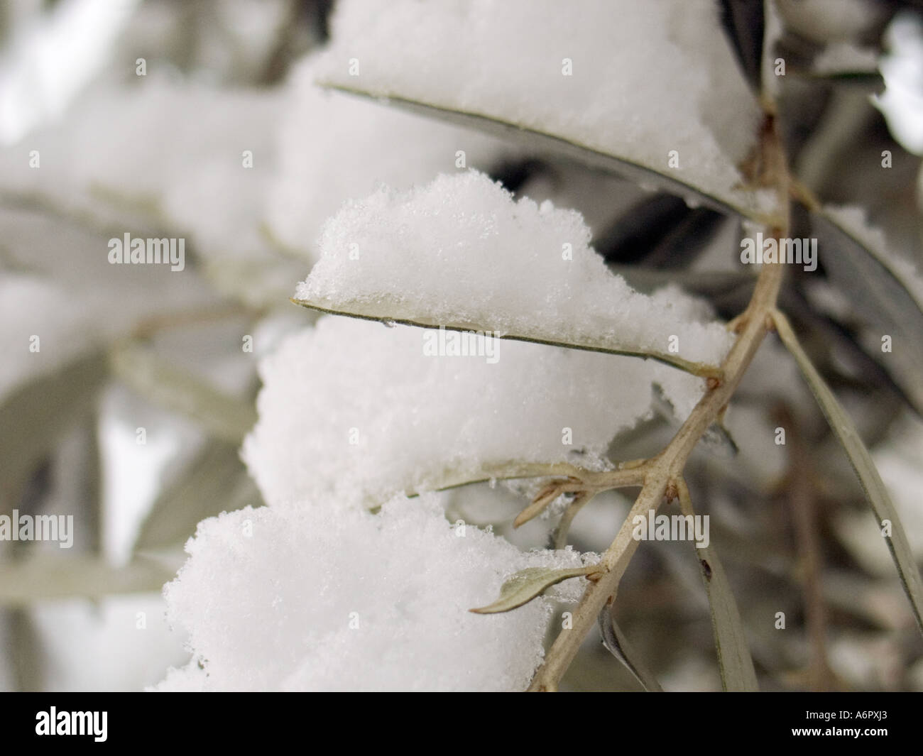 Olive branch southern italian hi-res stock photography and images - Alamy