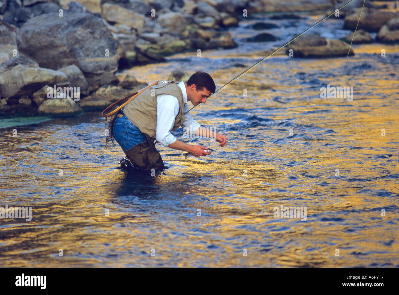 Fisherman releasing fish standing the river holding fish warm sunlight ...