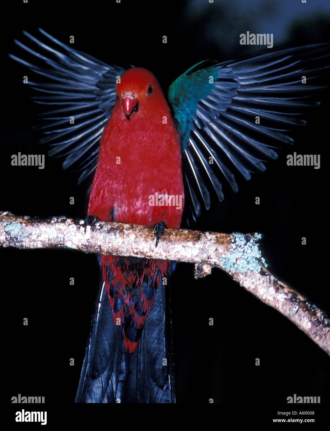 Parrot king hi-res stock photography and images - Alamy