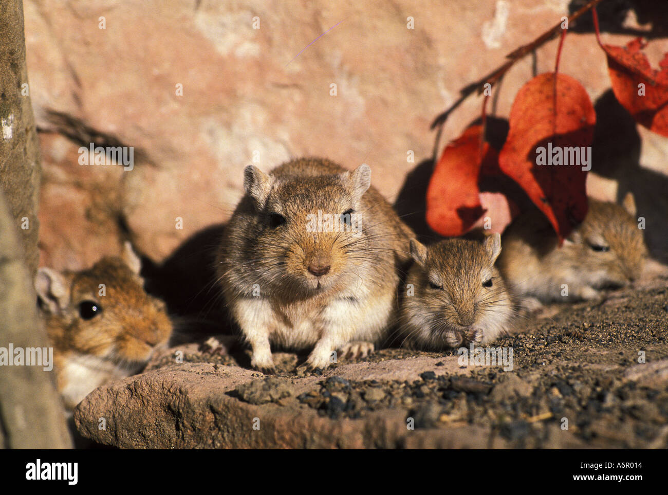 Mammal mouse mongalian desert hi-res stock photography and images - Alamy