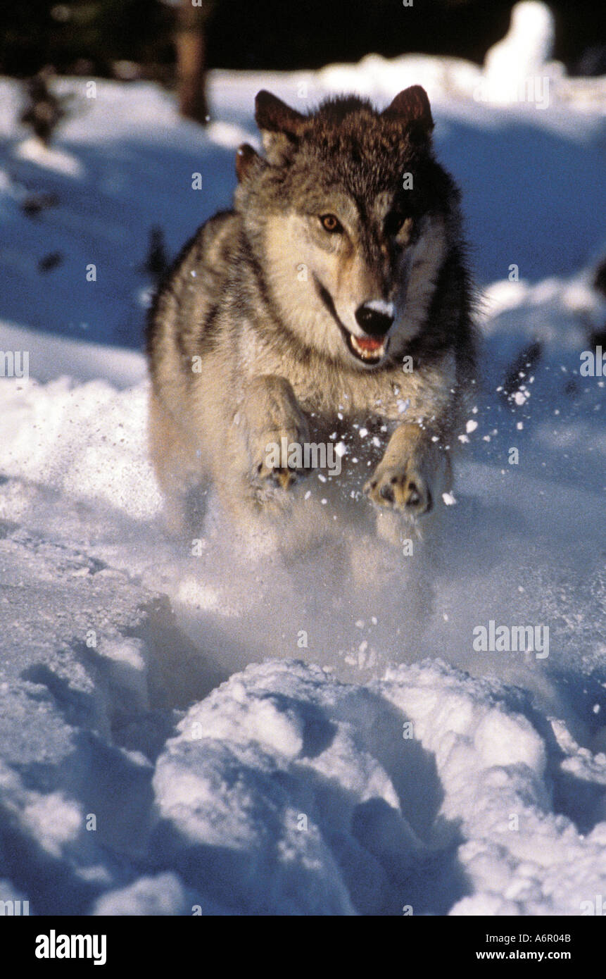 MAMMAL WOLF Gray Stock Photo - Alamy