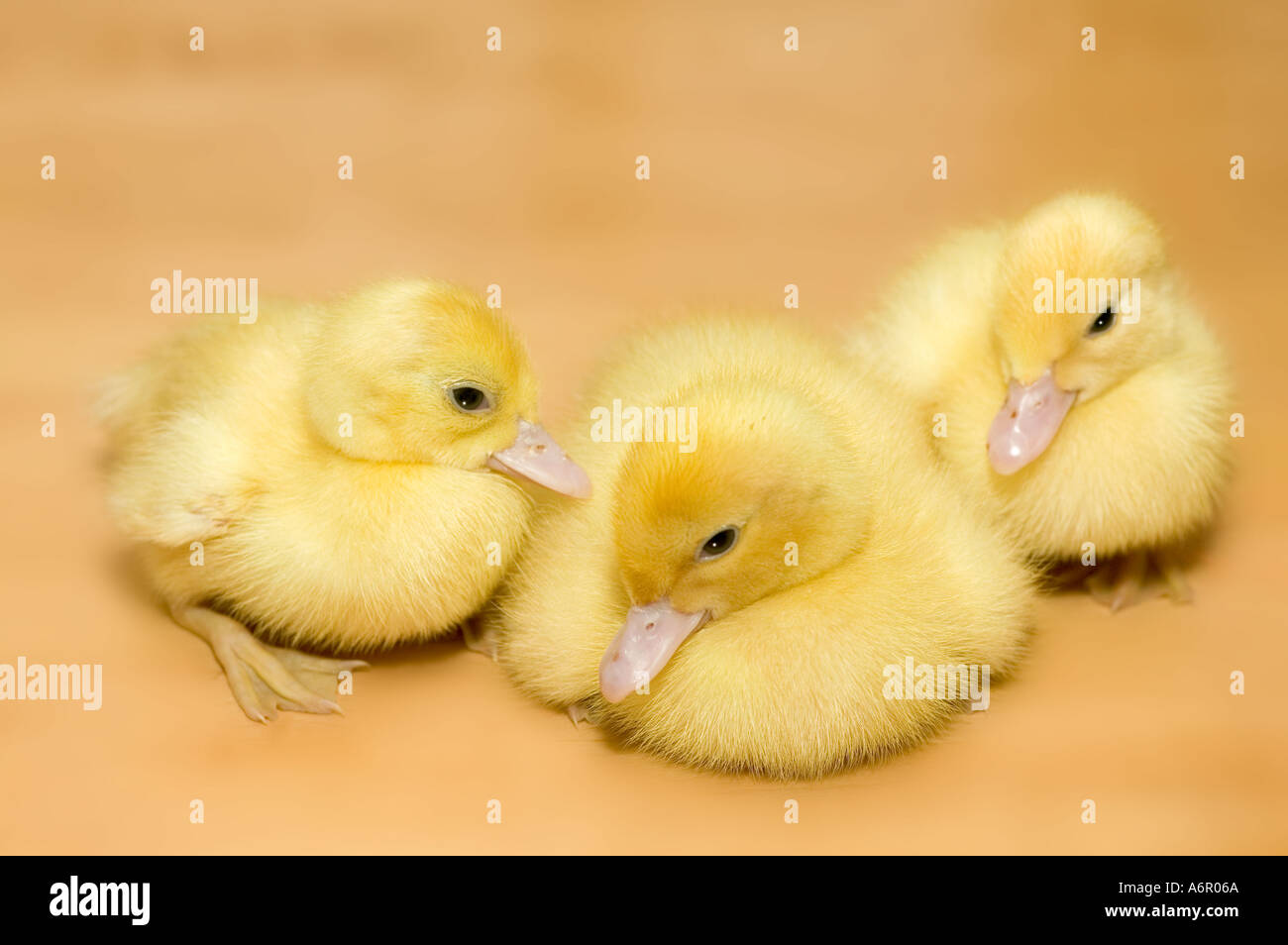 Elements unique characteristics hi-res stock photography and images - Alamy