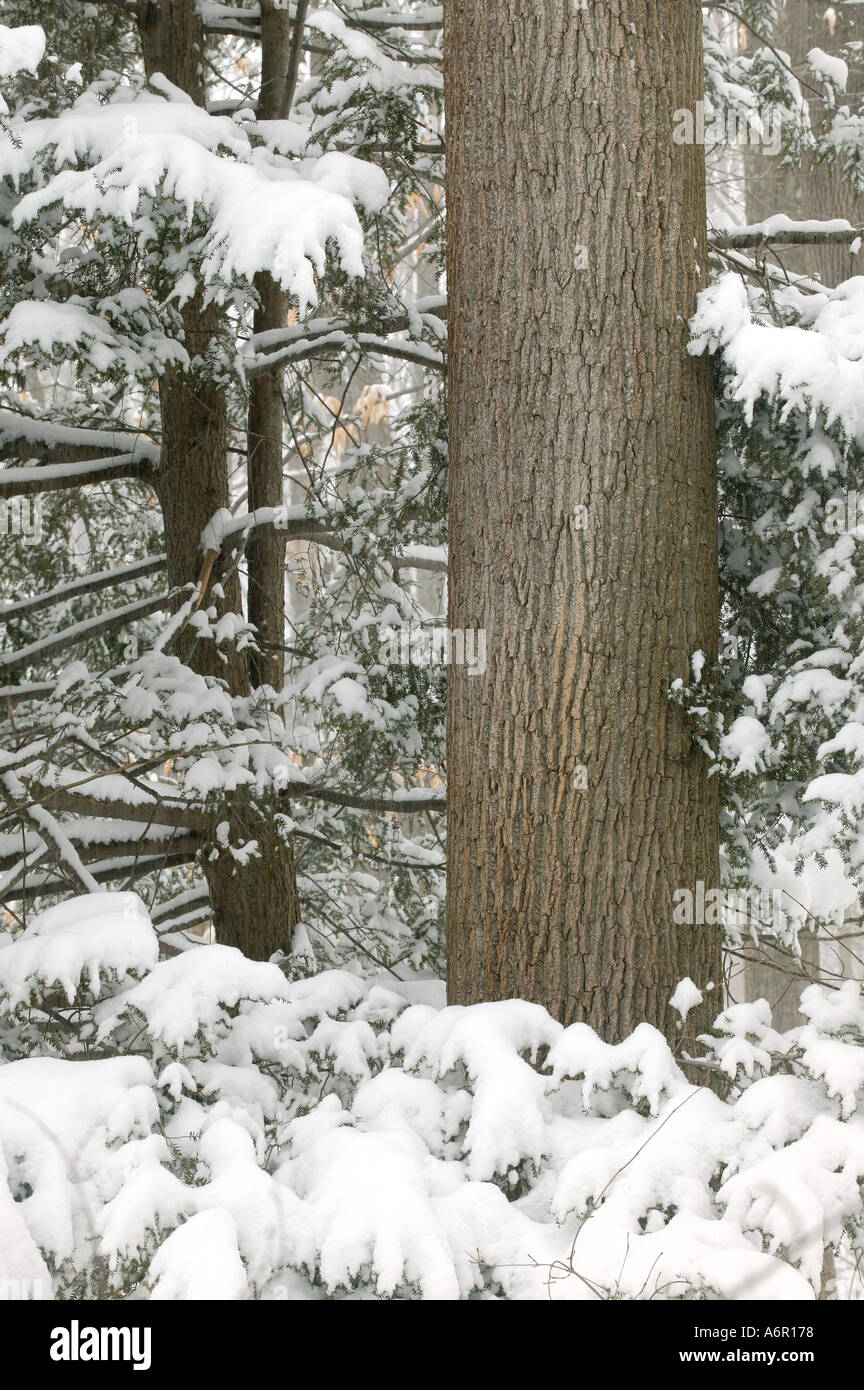 Deciduous and coniferous trees coated by snow Stock Photo - Alamy
