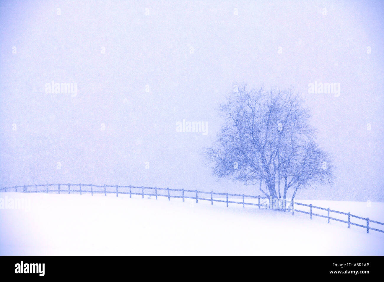 A tree and fence line in a heavy snow storm Stock Photo - Alamy