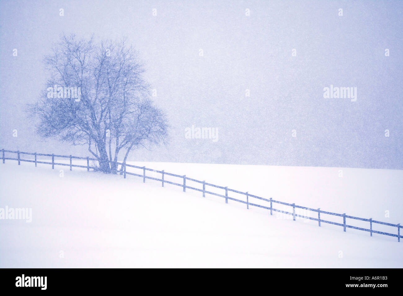 A tree and fence line in a heavy snow storm Stock Photo - Alamy