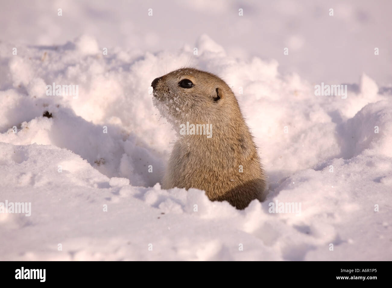 A male Richardson's Ground Squirrel in a snow bonded burrow in scenic ...