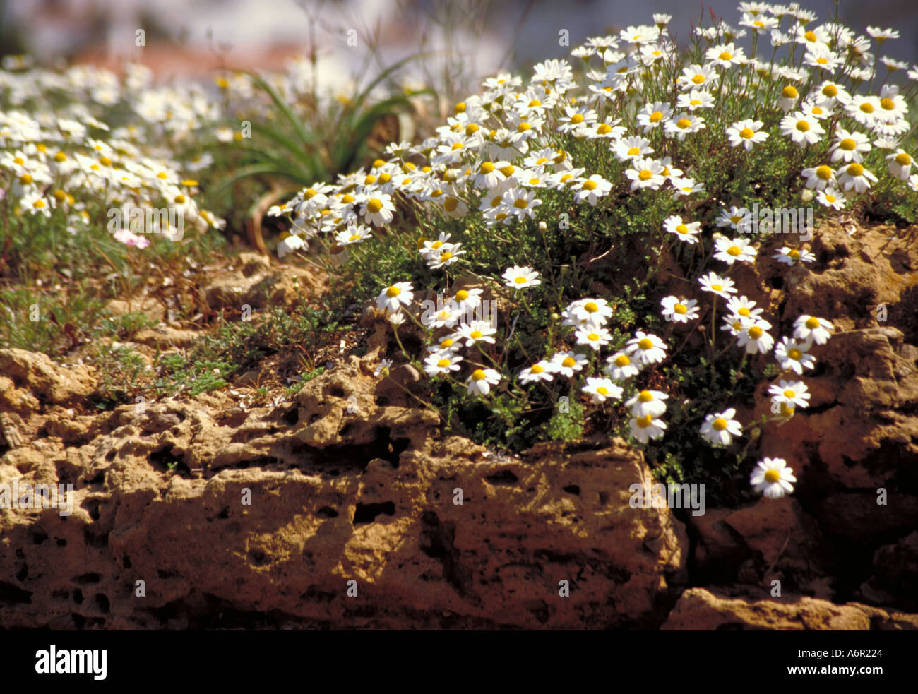 Wild Flowers Menorca Stock Photo - Alamy