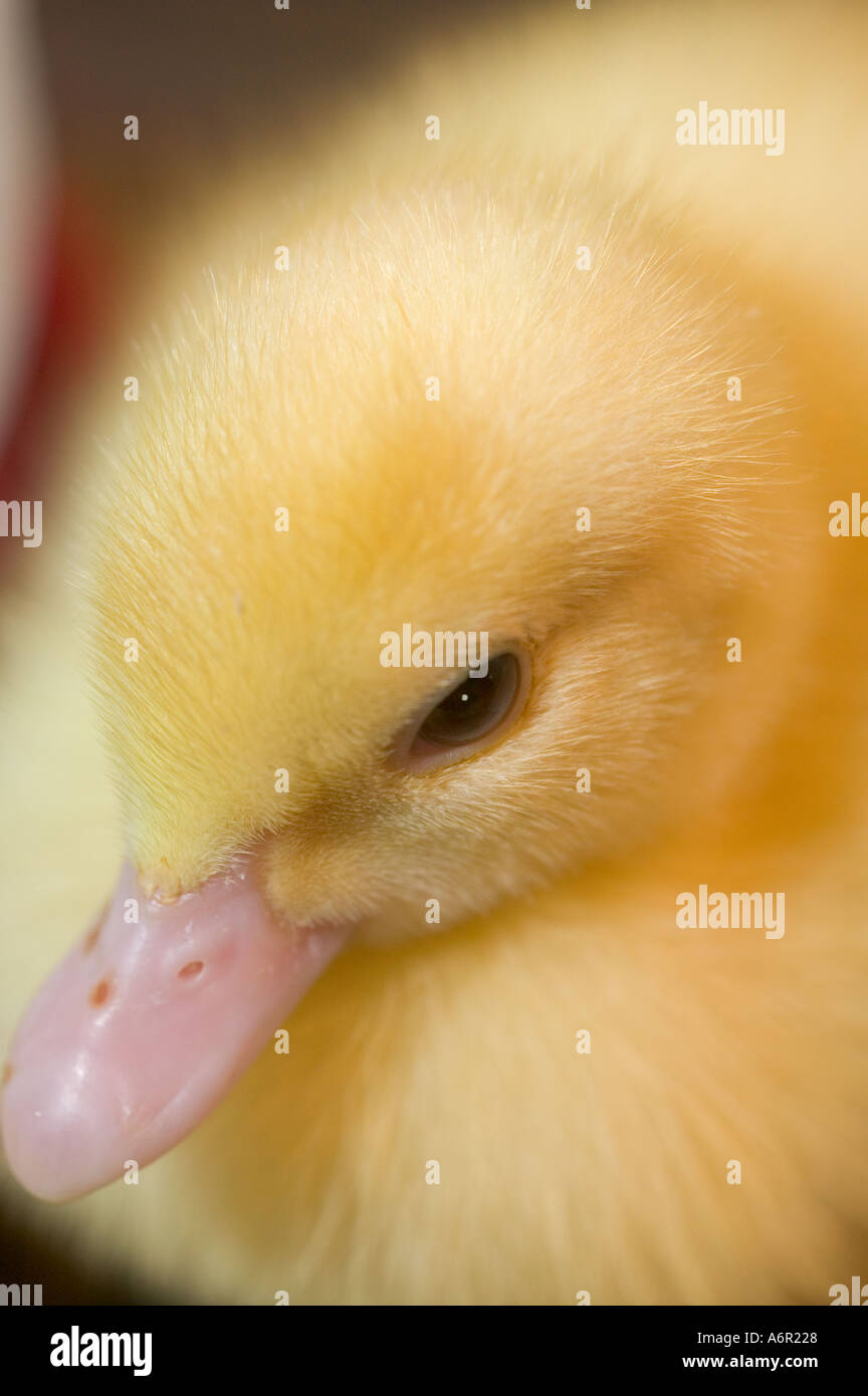 Duck vulnerability hi-res stock photography and images - Alamy