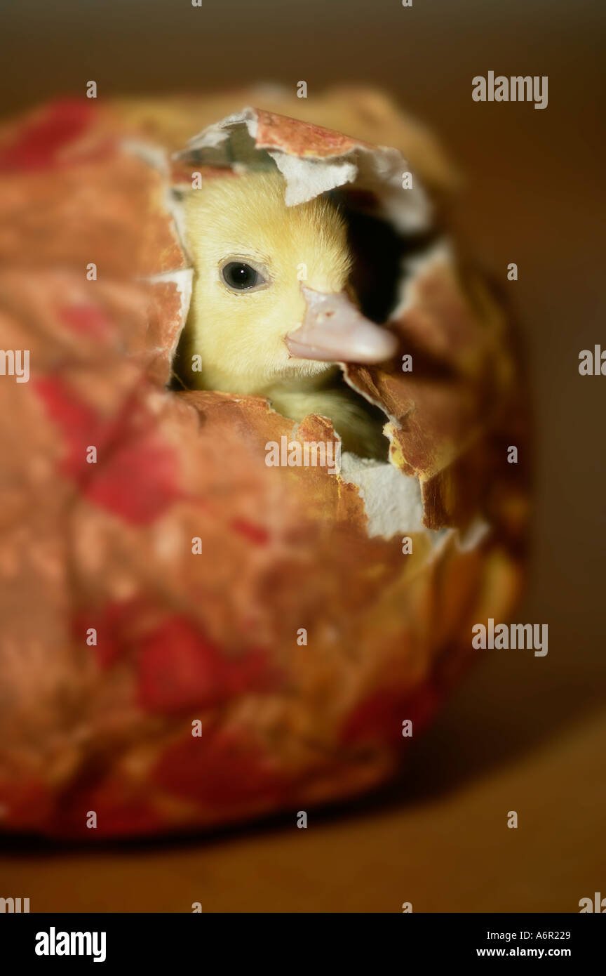 A cute duckling appears to break out of the shell of an egg in this ...