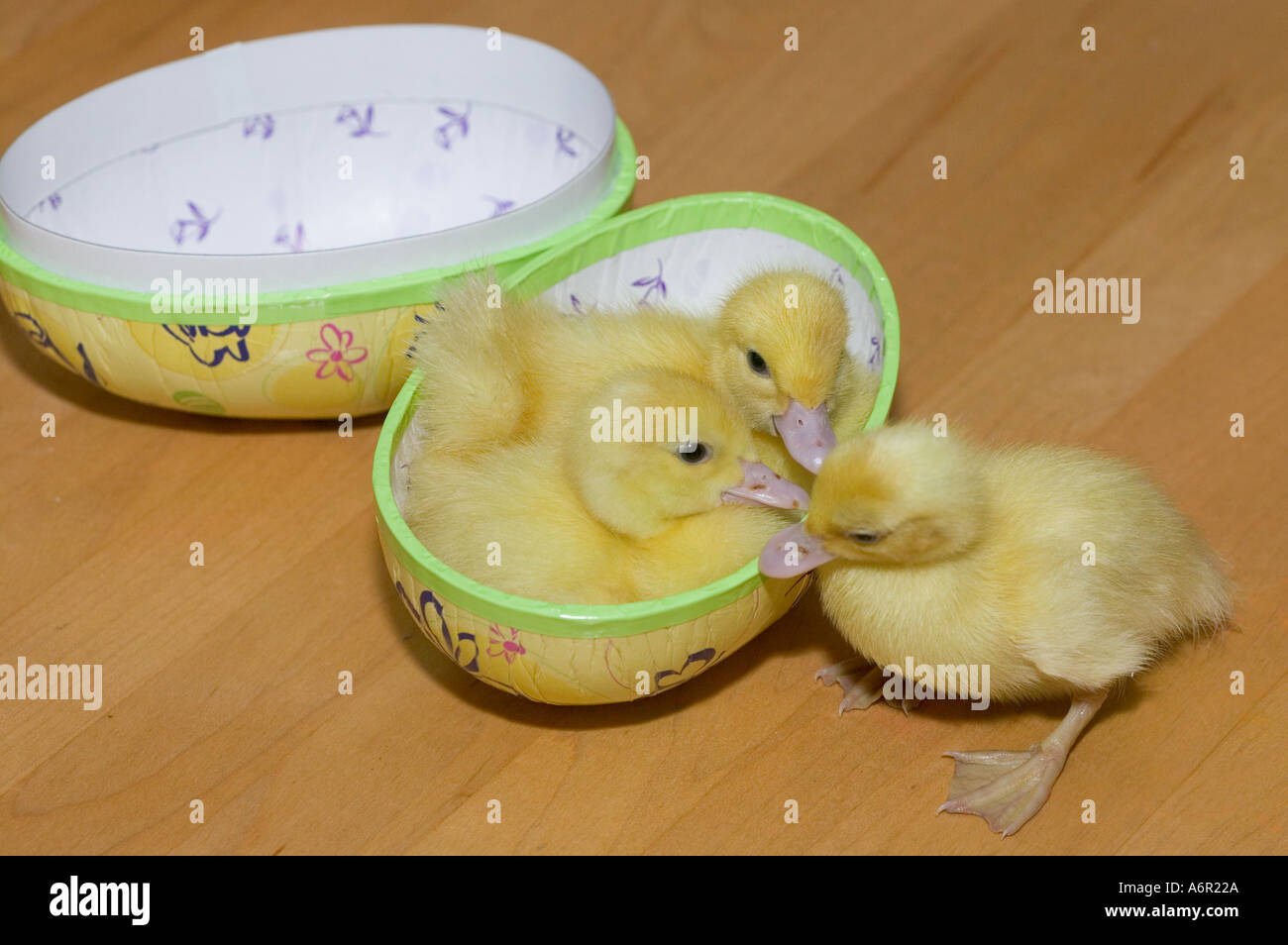 A cute duckling appears to break out of the shell of an egg in this ...