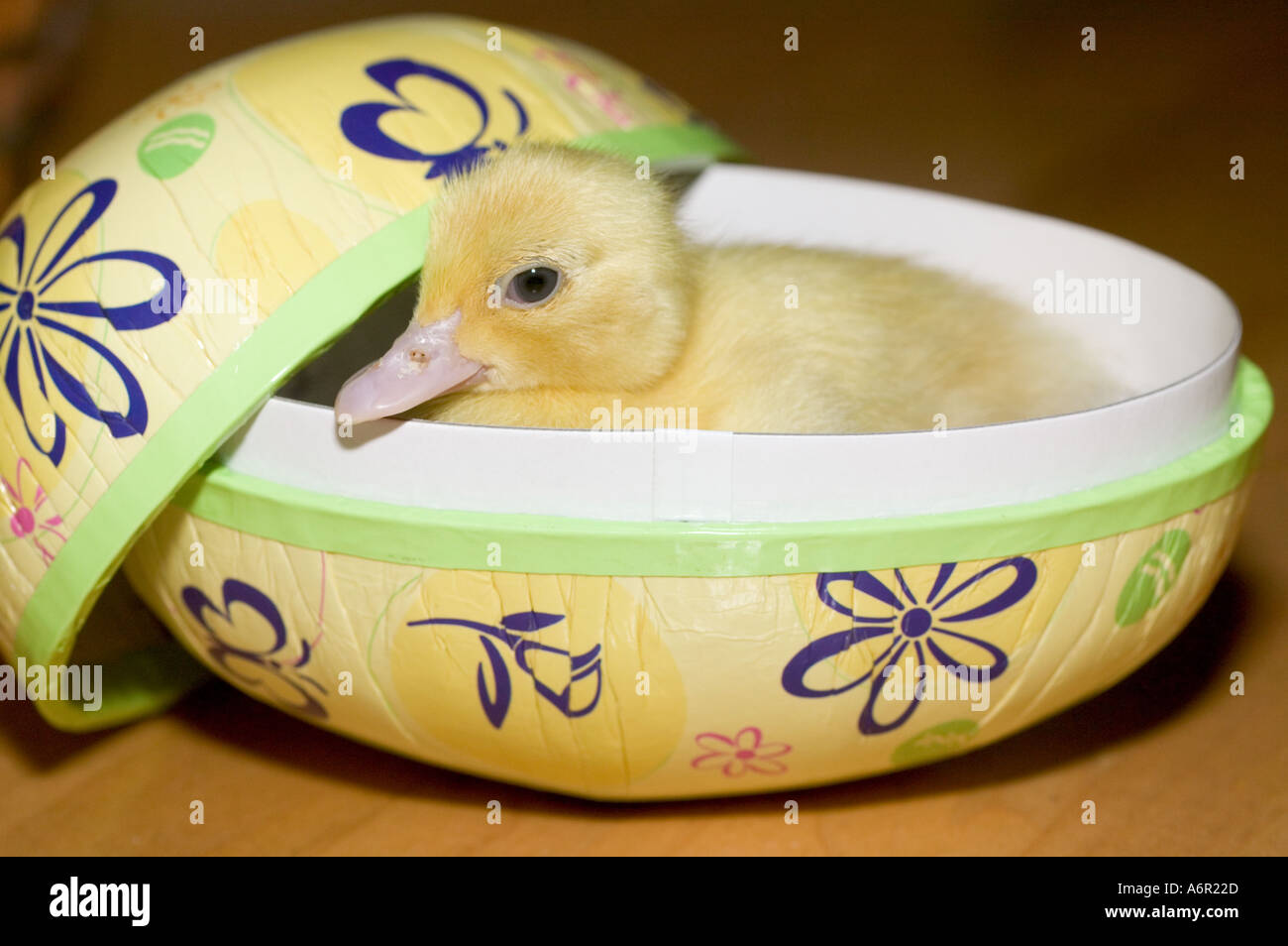 Discovering a shell hi-res stock photography and images - Alamy