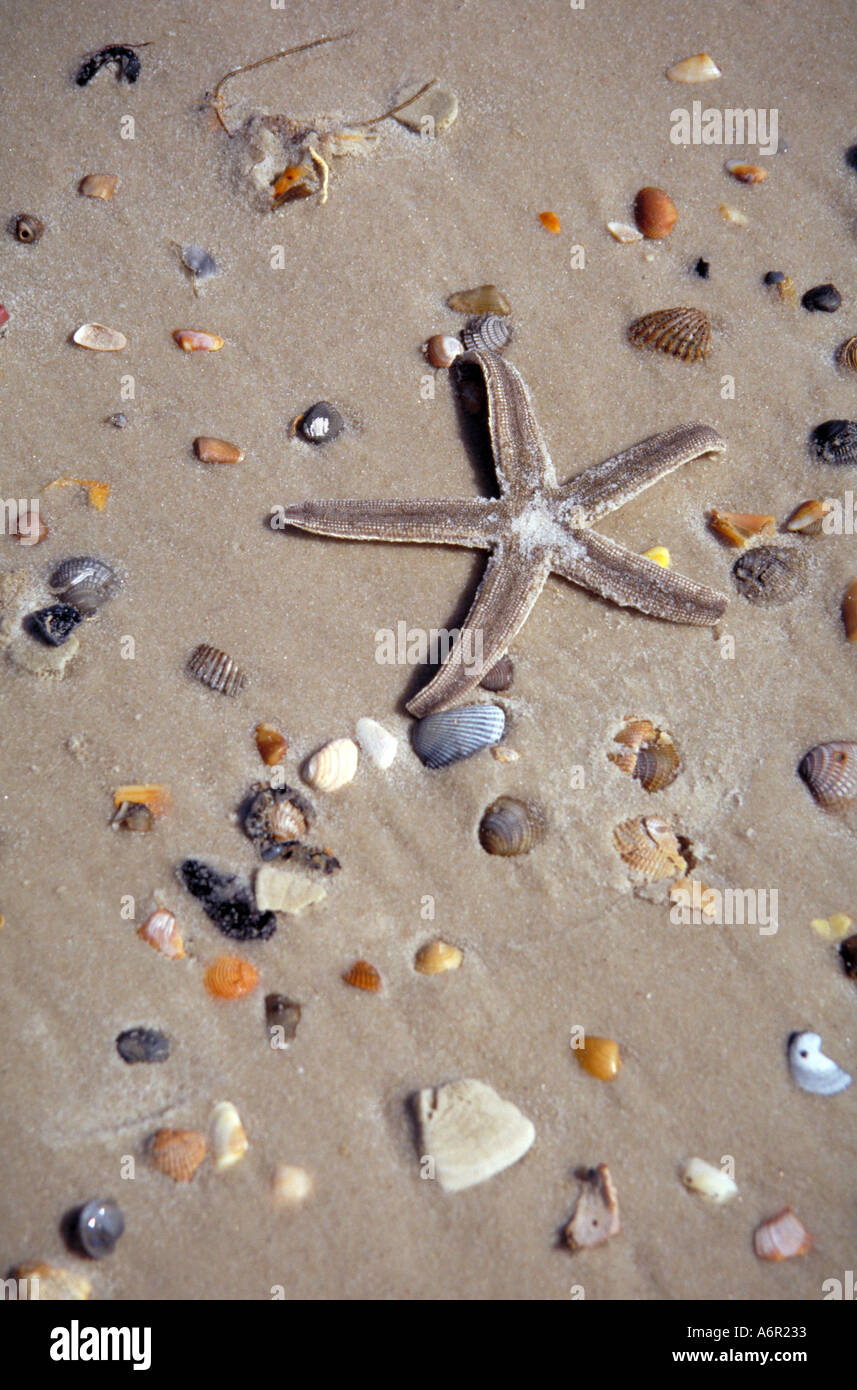 Sea shells beach gulf alabama hi-res stock photography and images - Alamy