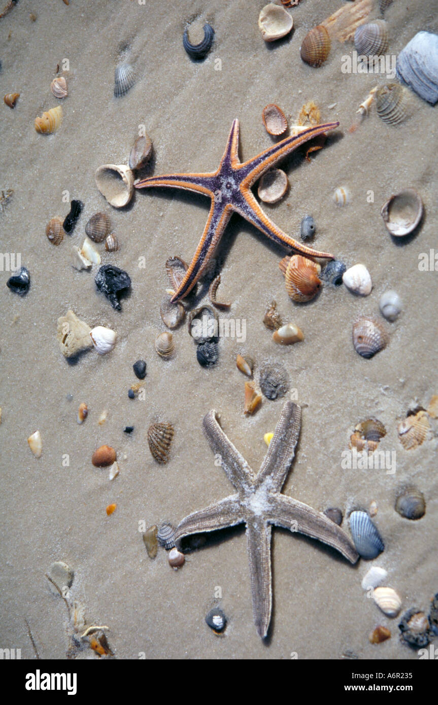 Sea shells beach gulf alabama hi-res stock photography and images - Alamy