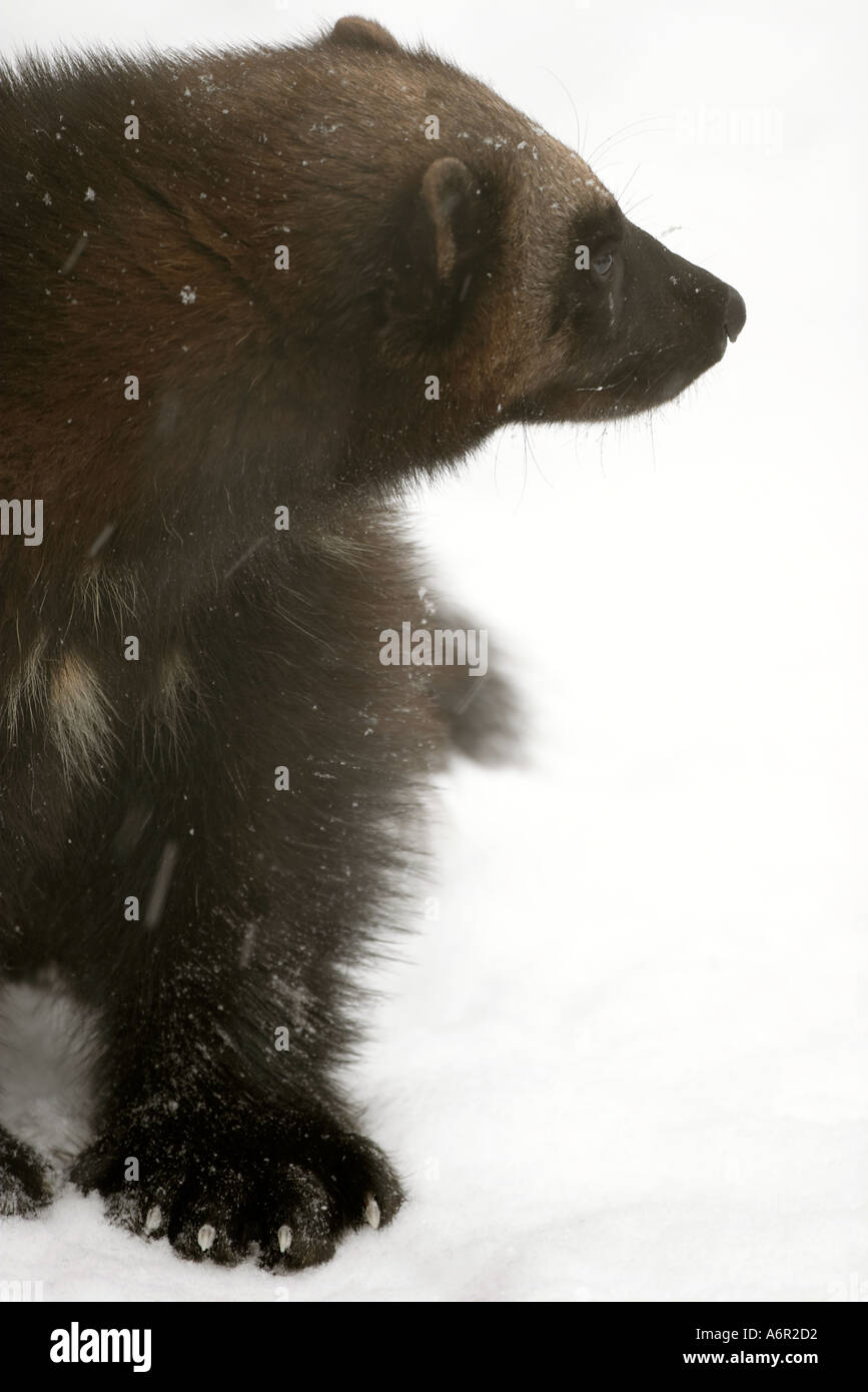 Gulo gulo luscus hi-res stock photography and images - Alamy