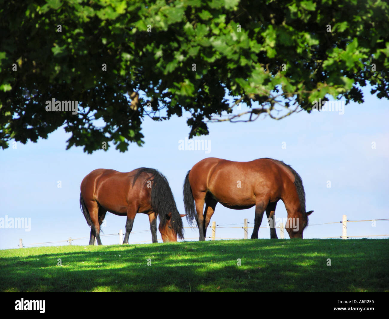 Photo Small Oak Tree Brown High Resolution Stock Photography and Images ...