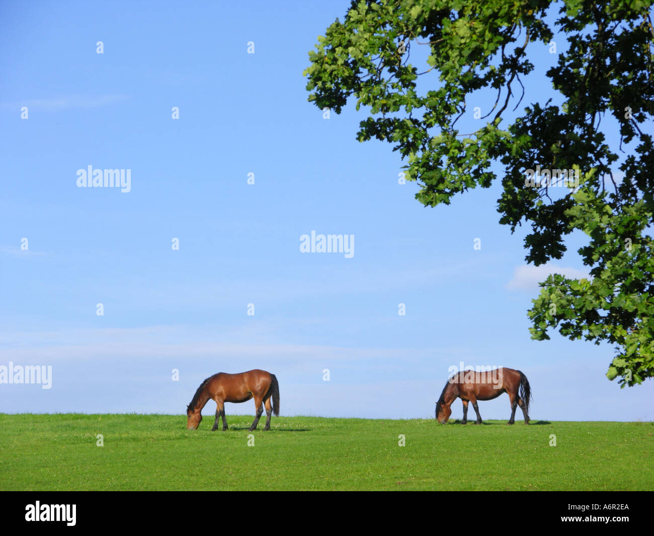 Oak tree and horses hi-res stock photography and images - Alamy