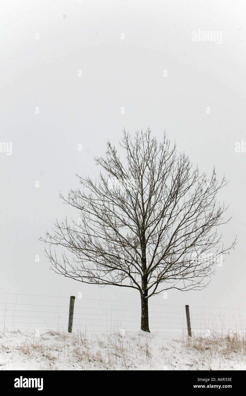 A tree stands in stark contrast against an overcast winter sky on a ...