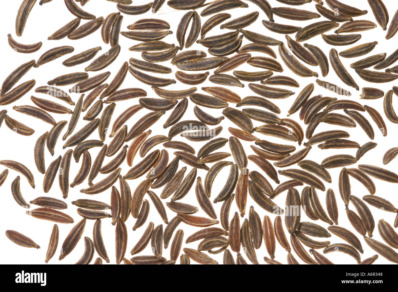 caraway cumin MACRO FOTO Close UP cutout SEEDS Stock Photo - Alamy