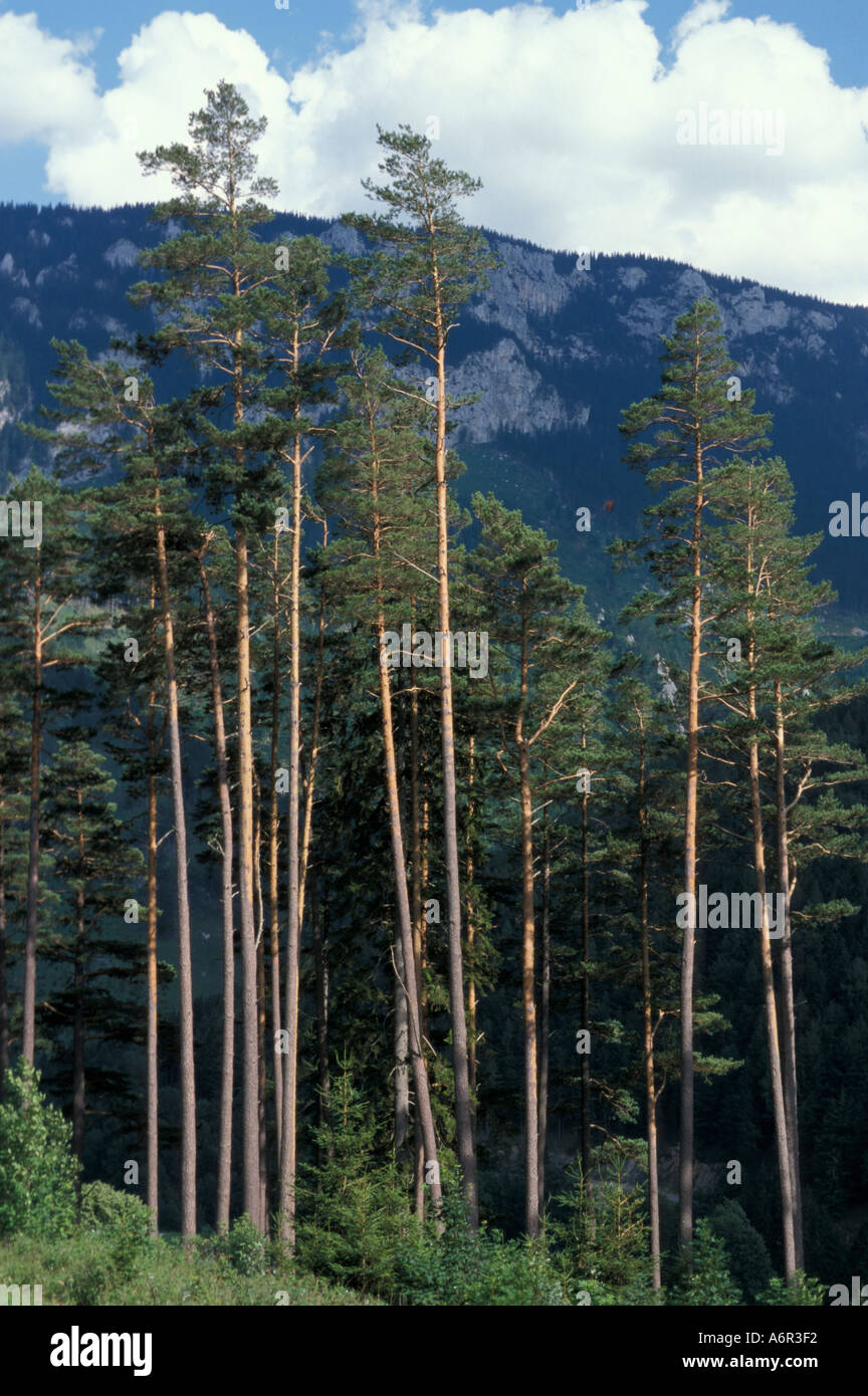 red pine trees Stock Photo - Alamy
