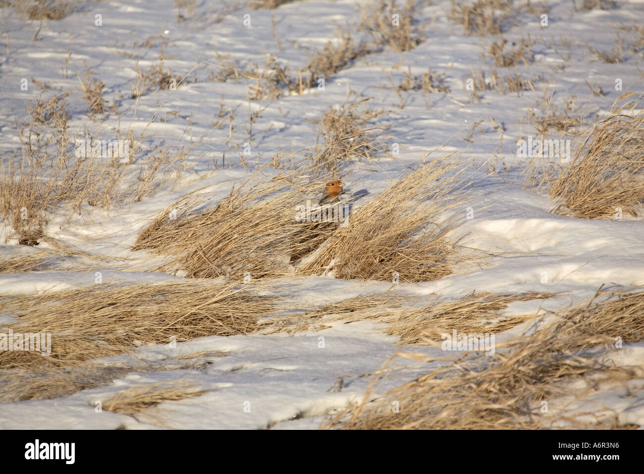 Gray partridge images hi-res stock photography and images - Alamy