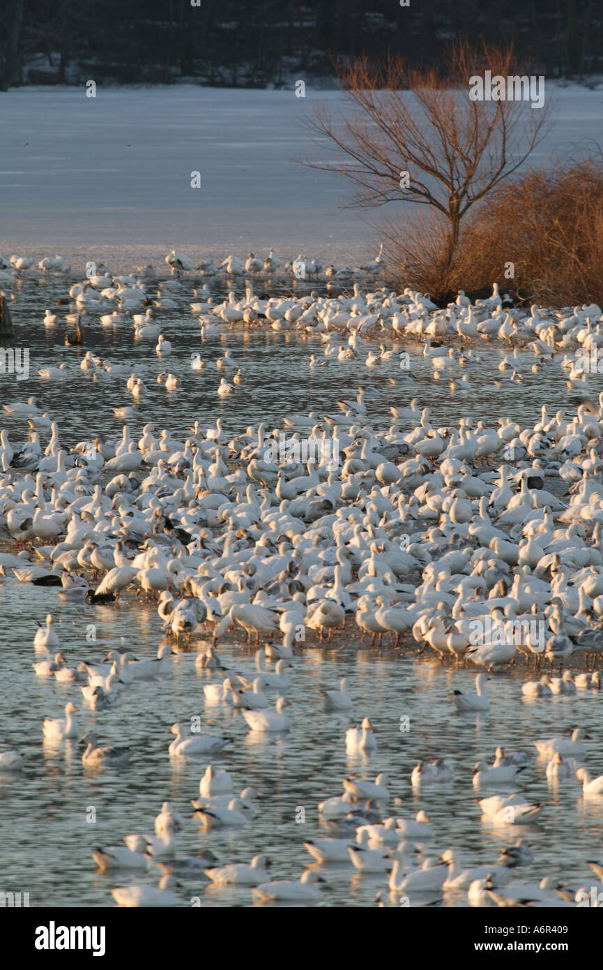 Snow geese at Middle Creek Wildlife Area in Lebanon and Lancaster ...
